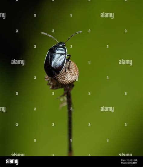 A Close Up Photograph Shows A White Margined Burrowing Bug Perched On A