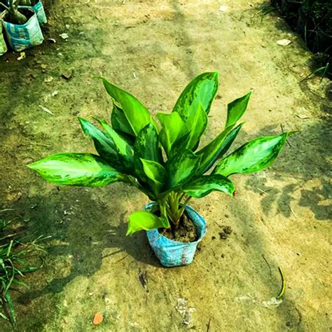 Full Sun Exposure Green Aglaonema Plant For Decoration Aloe Barbadensis At Piece In New