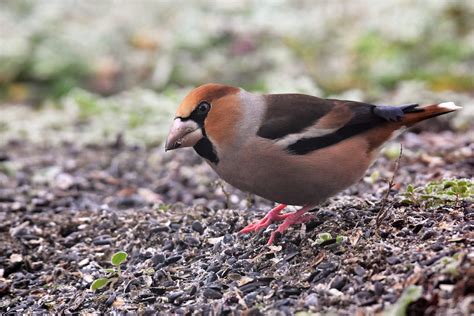 Grosbec Casse Noyaux Coccothraustes Coccothraustes 19F 0 Flickr