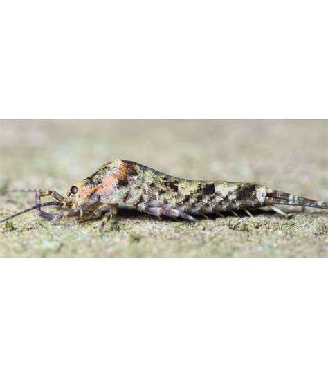 Insect Orders Level Iii Flashcards Memorang