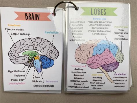 Babe Nurse Flashcards Etsy