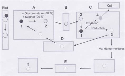 Diagram Of Blood Figure 4 The Breakdown Of Hemoglobin Quizlet
