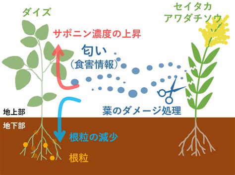 植物生態学研究室山尾研究室 京都大学生態学研究センター