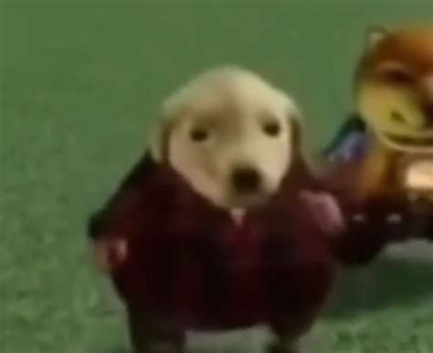 Perro Elegante Caminando Con Pura Facha 🤑🤙👌 Perros Finos Perros Imágenes Divertidas