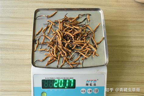 冬虫夏草大小不同，药效会相差很大吗？ 知乎