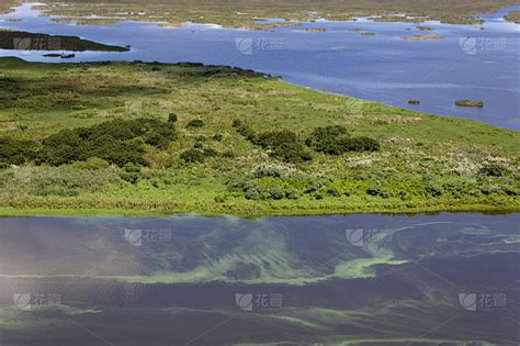 藻类奥基乔比湖