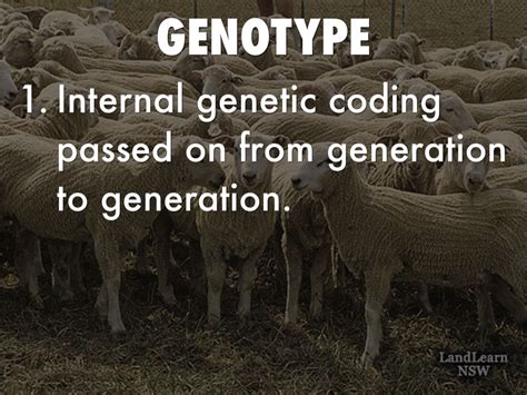 genetics vocabulary by parker holman