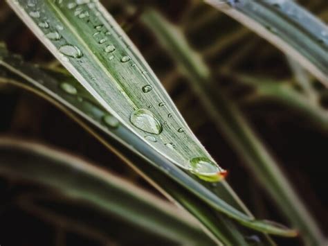 Premium Photo Curve Leaf With Water Drops