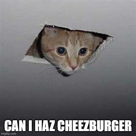 Icanhascheezburger Memes