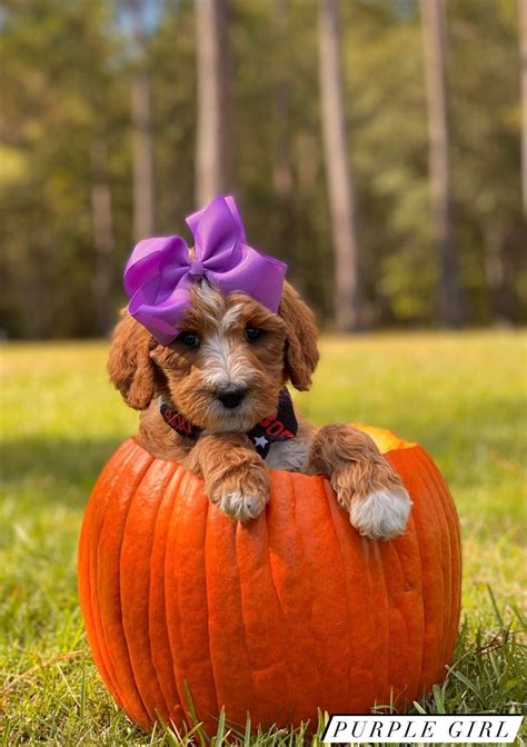 Harper Texas Dooddles