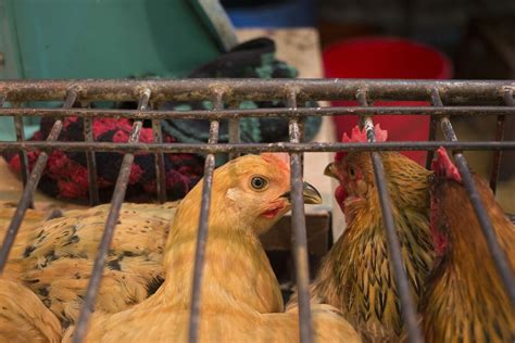 H5n1 Cambodia Investigates Possible Bird Flu Infections In Humans
