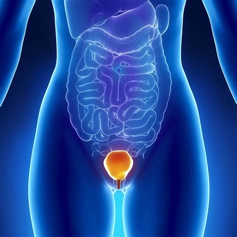 Bladder Health Womens Healthcare