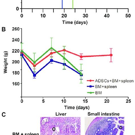 Adscs Improve The Survival Of Agvhd Rats A Overall Survival Rates Of