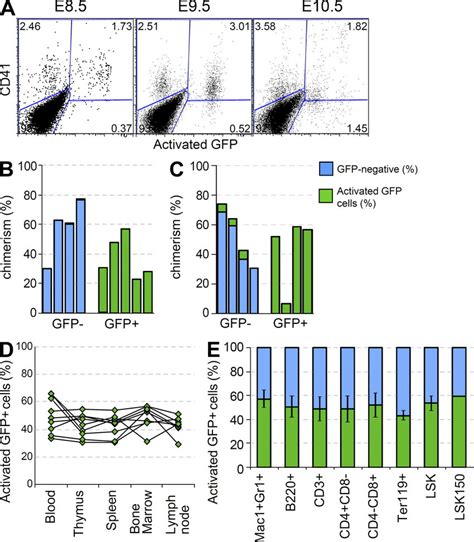 Level Of Cd41 Cremediated Recombination Throughout Development A