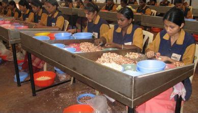 Panruti Cashews Cashew Process Overview