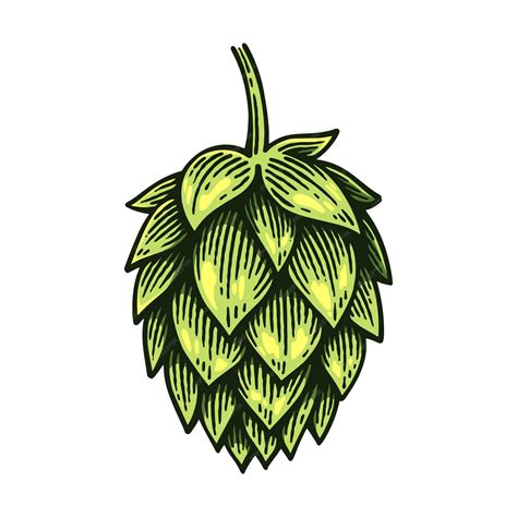 Premium Vector Hand Drawn Hop Humulus Lupulus Line Art Engraving