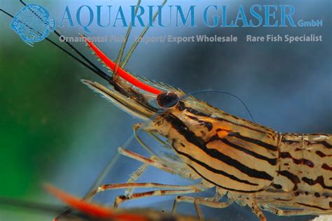 Aquarium Glaser Gmbh Added A New Photo Aquarium Glaser Gmbh