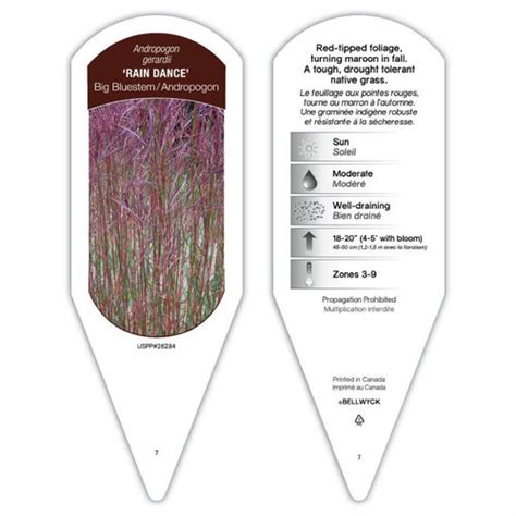 Andropogon Rain Dance Liners From Emerald Coast Growers