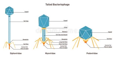 Tailed Bacteriophage Myoviridae Siphoviridae And Podoviriade