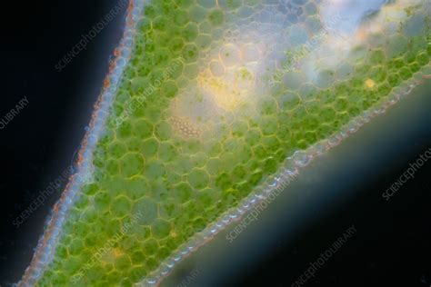 Iris Leaf Light Micrograph Stock Image C0576622 Science Photo