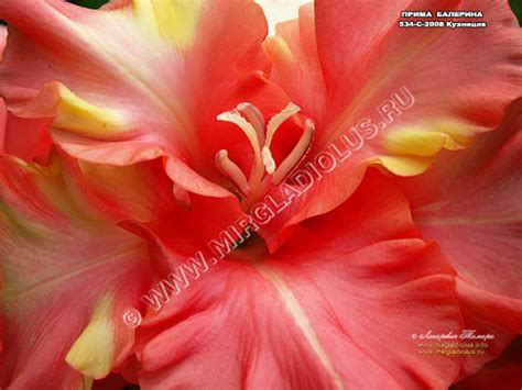 гладиолус Прима Балерина - mirgladiolus.ru © Лазаревич Тамара МИР ...