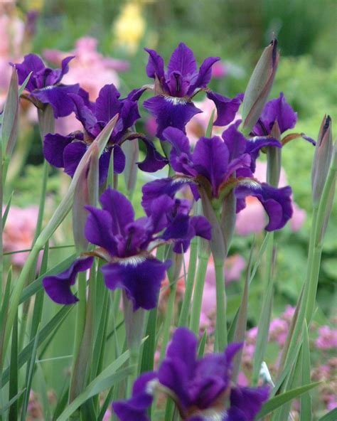 Iris Flowers Hgtv