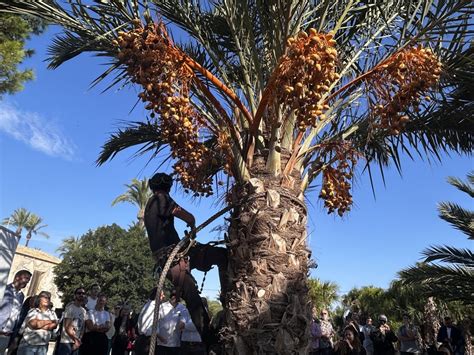Elche Apuesta Por El Consumo Del Dátil Local Como Garantía De Calidad Y