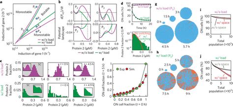 Integrative Modelling Of A Toggle Switch Across Multiple Scales A B Download Scientific