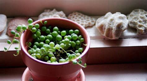 How To Propagate String Of Pearls Speedy Succulents Epic Gardening