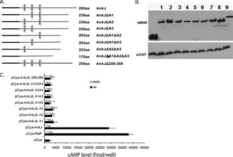 The Ank Repeats And The C Terminus Of L Pneumophila Ankj Are Required
