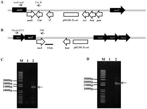 A Pred Plasmid Introduces λ Red Proteins Gam Exo And Beta At Muts