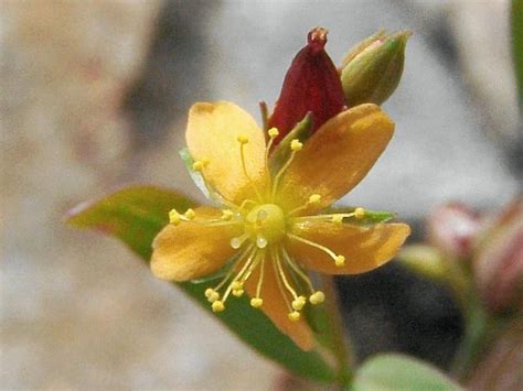 Digital Flora Of Newfoundland And Labrador Hypericaceae St Johns