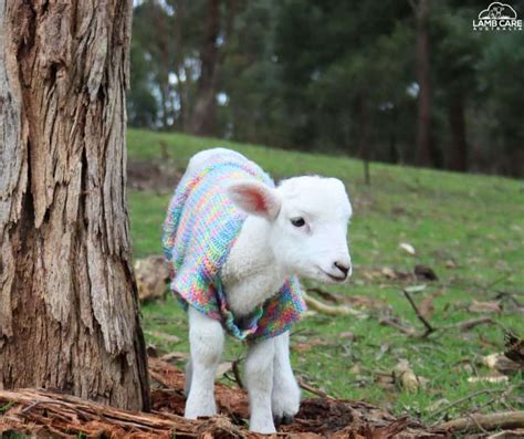 Florence Lamb Care Australia