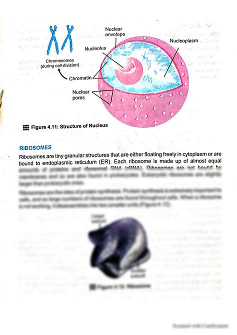 Solution Cell Organelles Part 1 Nucleus Ribosomes Mitochondria Plastids And Endoplasmic