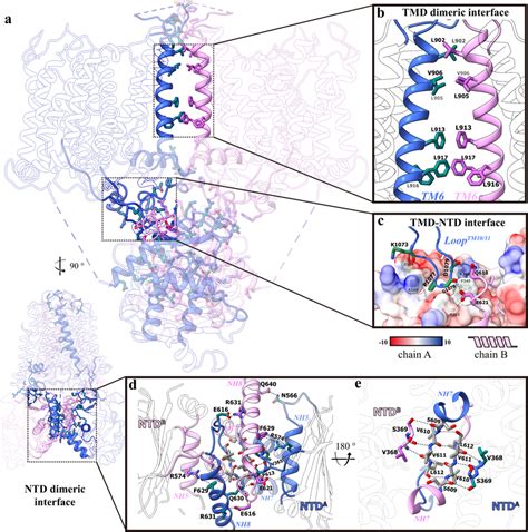 The Dimerization Of Hae2 A The Secondary Structures Of Hae2 Involved