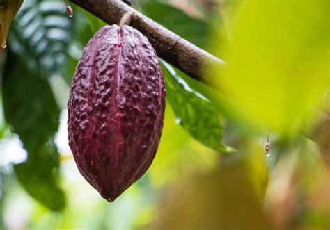 Analysis Of Structural Variants In Cacao Genomes Yields Clues About