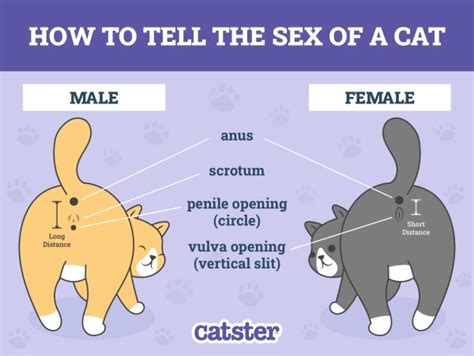 How Do You Determine A Cats Sex A Vet Approved Guide Catster