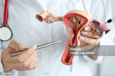 자궁과 난소 클로즈의 플라스틱 모델에 펜을 보여주는 의사 산부인과 의사 생식력에 대한 스톡 사진 및 기타 이미지 생식력 약