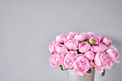 분홍색 천사 뺨 모란 에 A 금속 꽃병 카탈로그 또는 온라인 상점에 대한 아름다운 모란 꽃 꽃 가게 컨셉 아름 다운 신선한 컷