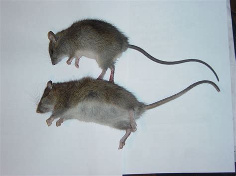 Black Rat Rat Identification In New Zealand · Inaturalist