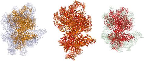 Structure Comparison Of Complete Mitochondrial Ribosomes Yeast And