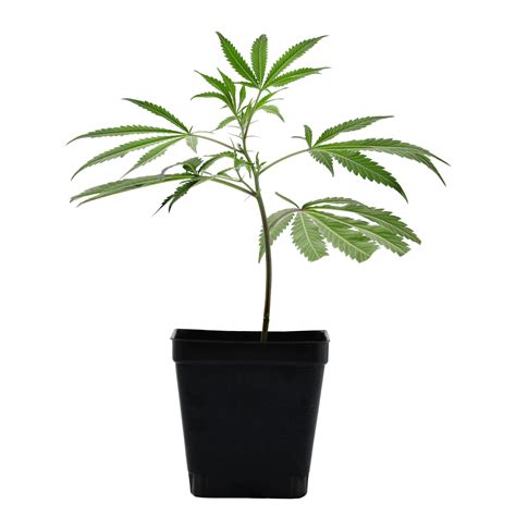 Lemon Tree Clone Enlighten