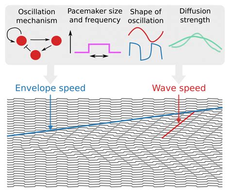 Jan Analyzed How Pacemaker Generated Waves Synchronize An Oscillatory Medium