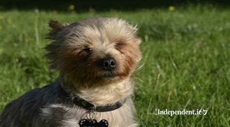 Panto Queen Twink Overjoyed To Be Reunited With Her Beloved Teddy Irish Independent
