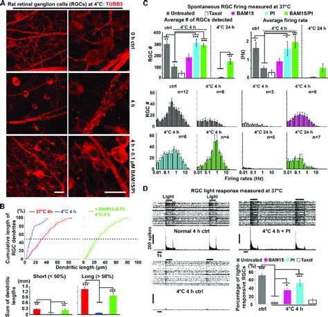 Morphological And Functional Protection Of Rat Retinal Explants By