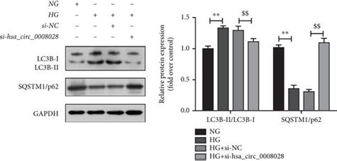 Silencing Hsa Circrna 0008028 Inhibits Hg Induced Proliferation Download Scientific Diagram