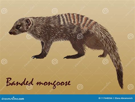 Realistic African Striped Mongoose Isolated Stock Vector Illustration Of Africa Realistic