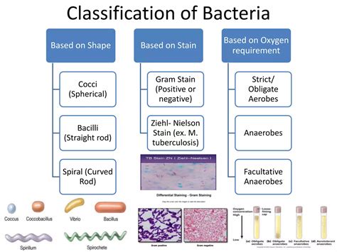 Microbiology Ppt Pptx