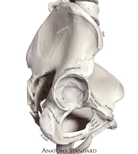 Ilium Iliac Fossa Pocket Anatomy
