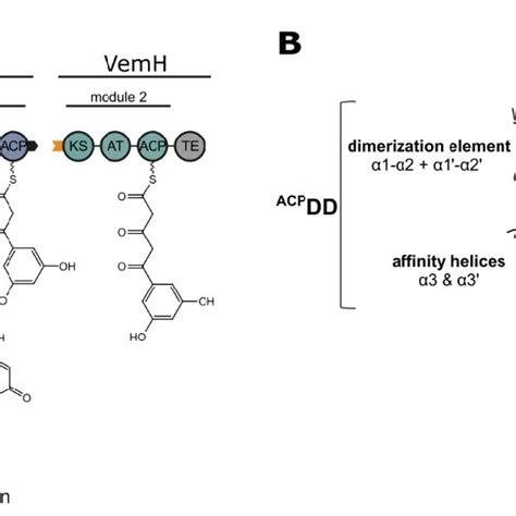 Module And Domain Organization Of Vems And Modeled Structure Of The Dds